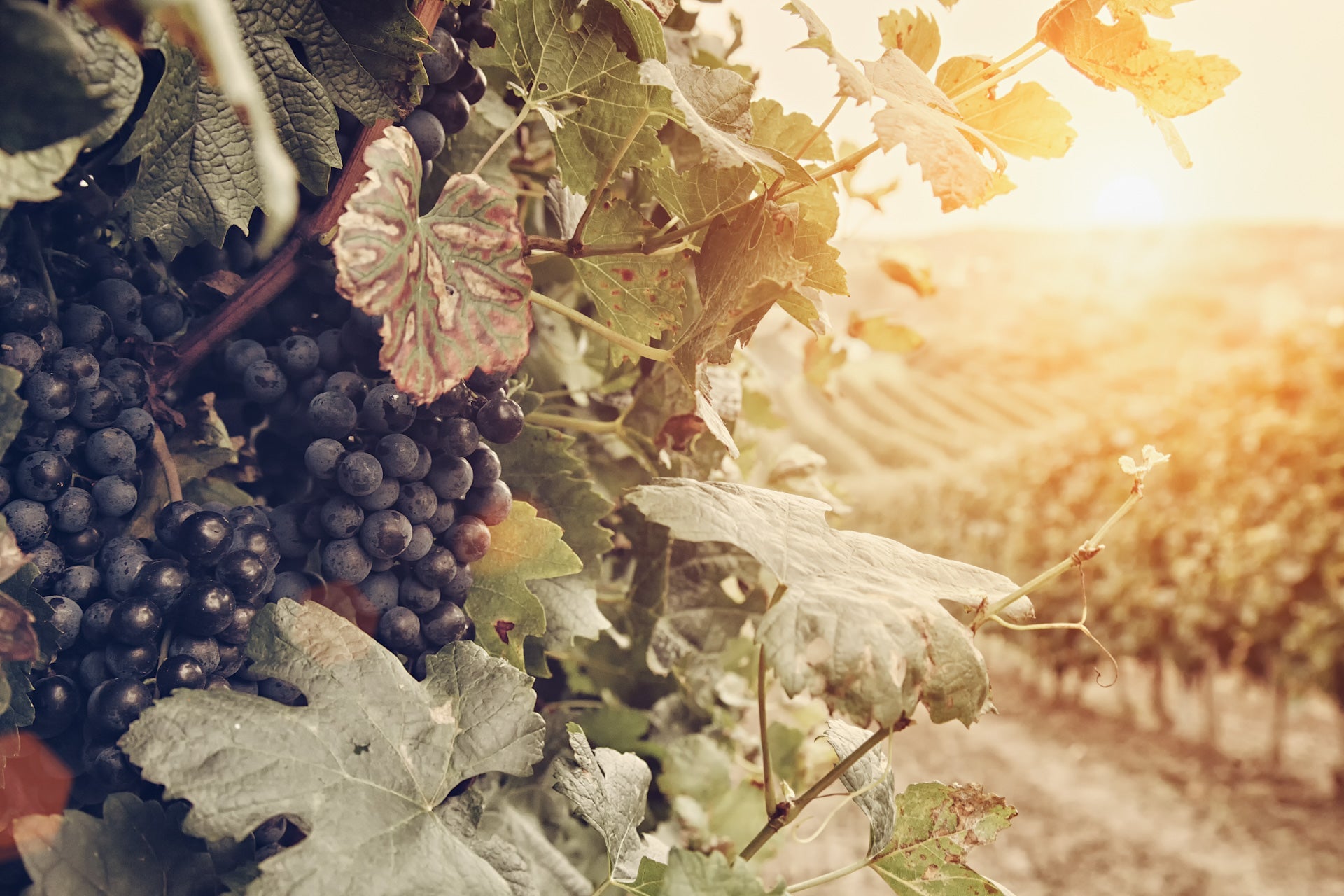 Organic Wine and Biodynamic Wine Guide | Perfect Cellar