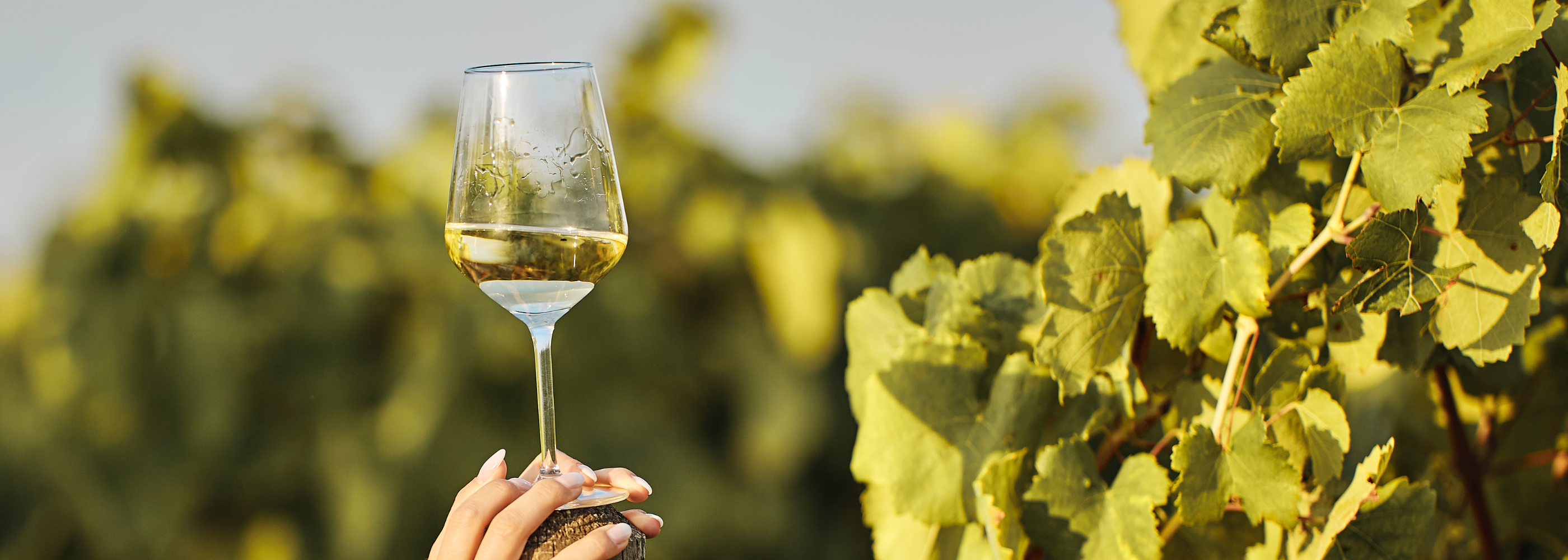 New In: The Latest from Our Growers – Perfect Cellar