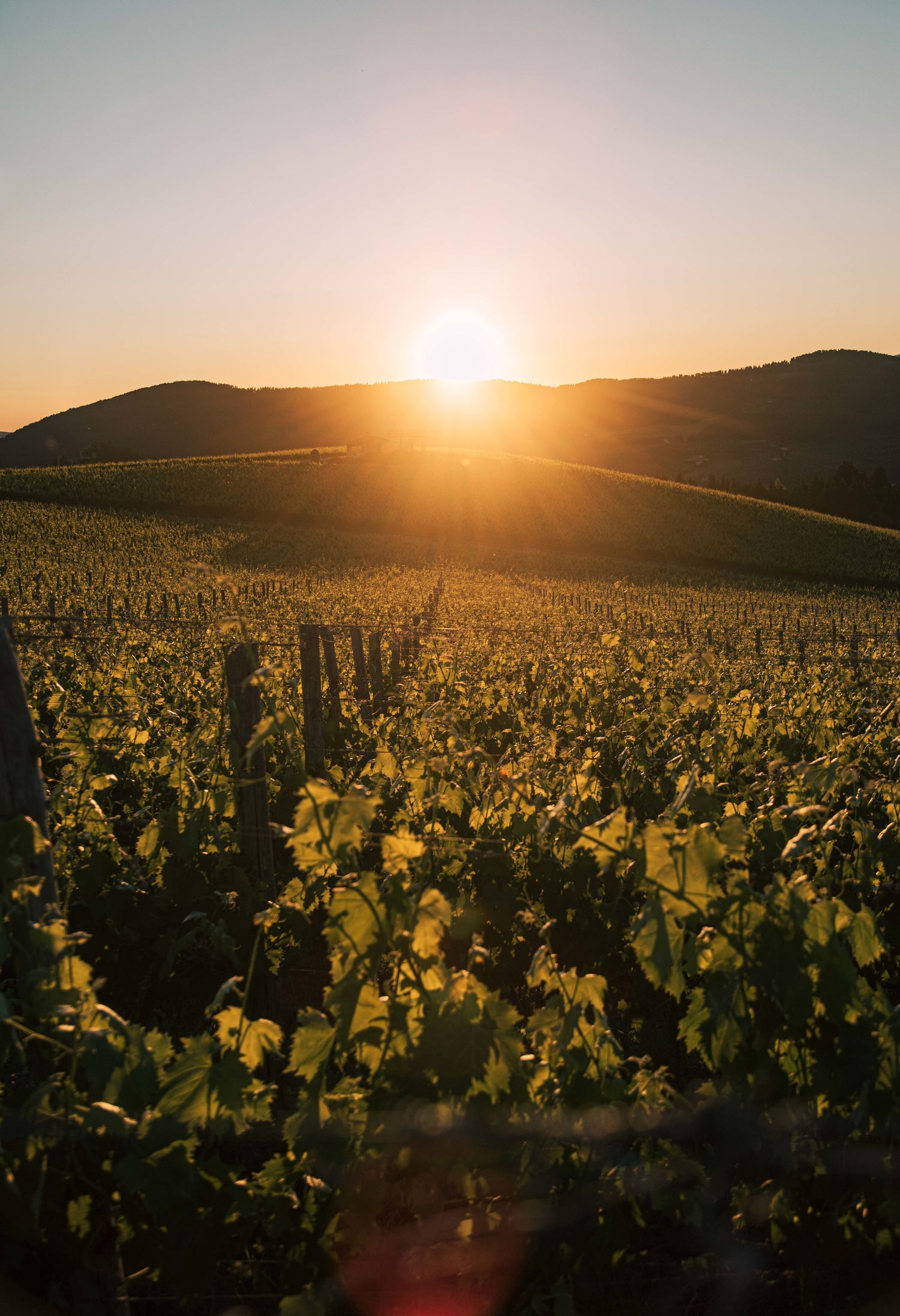 Red Wine Guide – Perfect Cellar